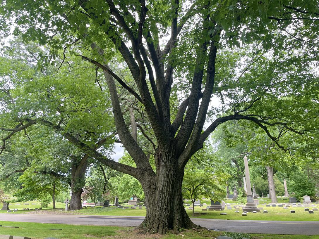 Black Oak | CMP Tree Selection Tool